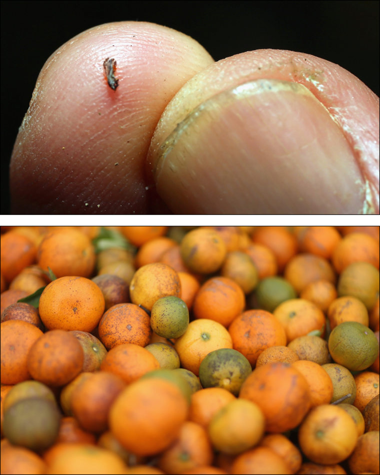Tracking citrus-damaging insects in Florida