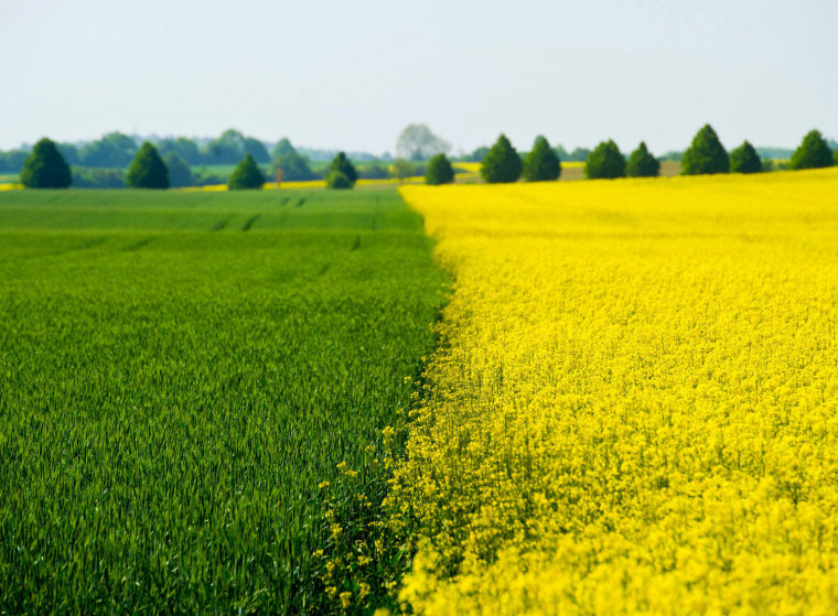 Colorful fields are a study in contrast