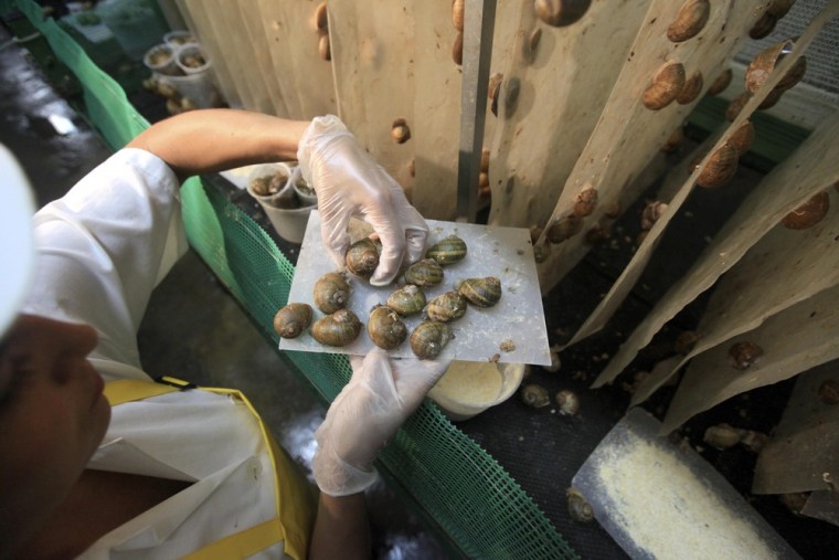Fast times at snail farm: four tons produced per month