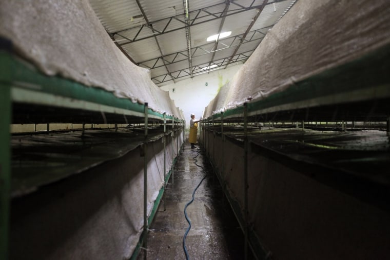 Fast times at snail farm: four tons produced per month