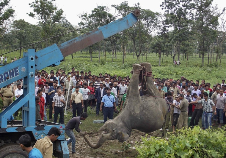 Speeding train kills elephants in India