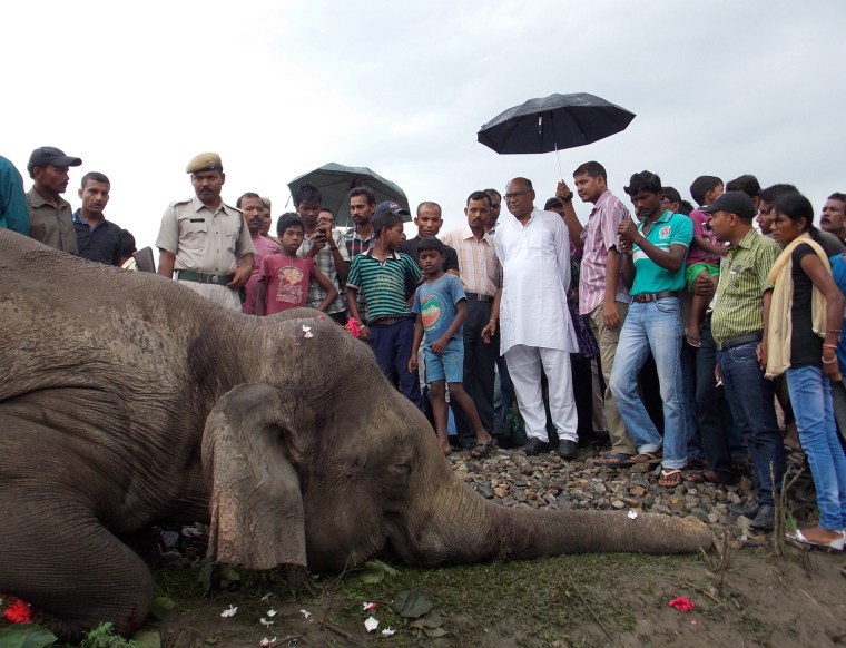 Speeding train kills elephants in India