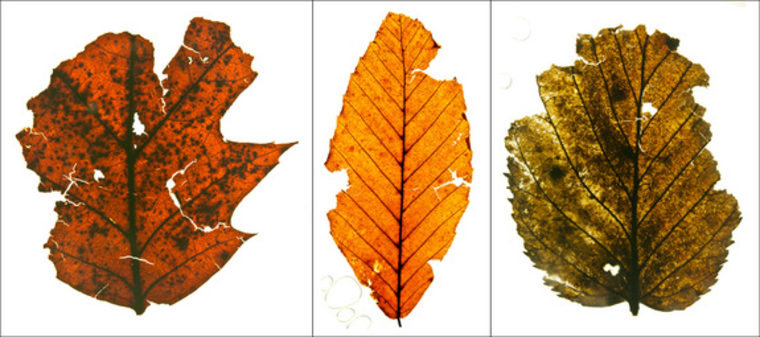 Pennsylvania Leaf Identification Chart With Pictures - Infoupdate.org