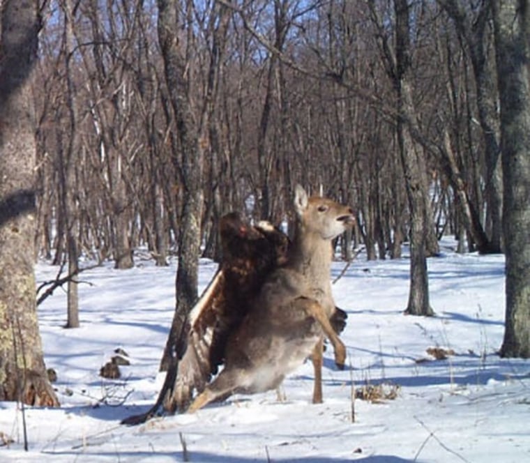 Golden eagle's rare attack on deer caught on camera