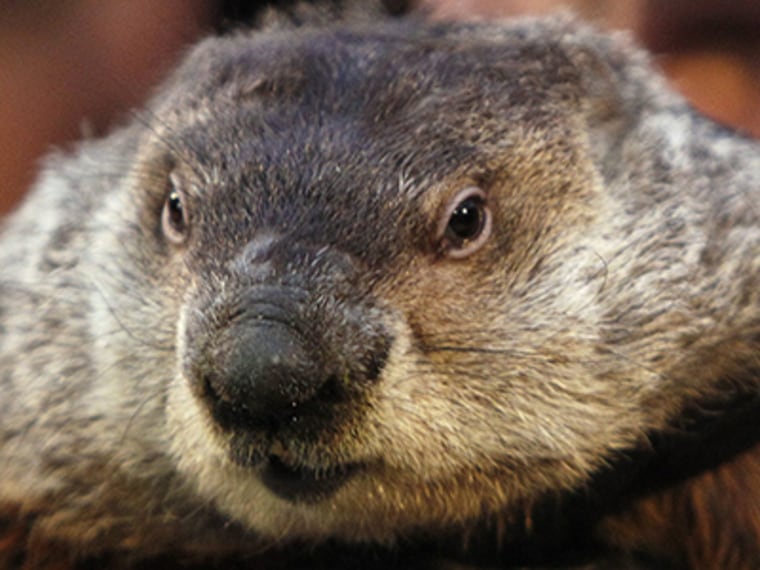 Groundhog's forecast comes in depths of bitter winter