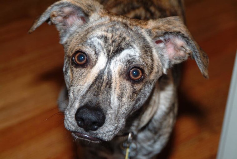 'Photo Doggies for Anthony' Facebook campaign cheers up teen with cancer