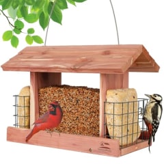 The best bird feeders in 2024, according to experts