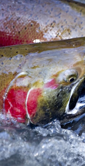 Endangered foods around the world