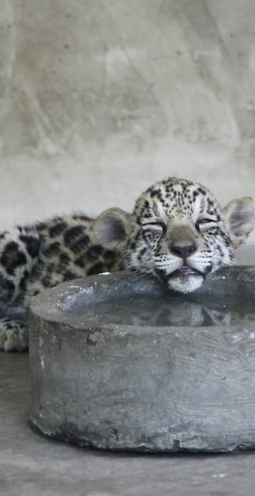 Animal Tracks: Aug. 1 - 8