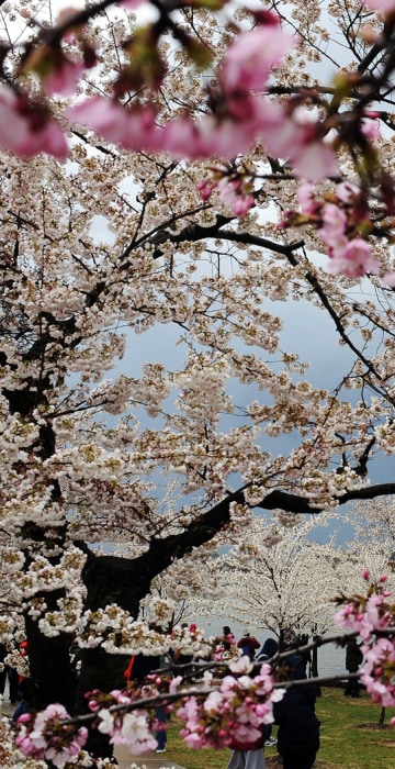 Spring in bloom
