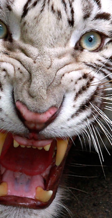 white tiger teeth