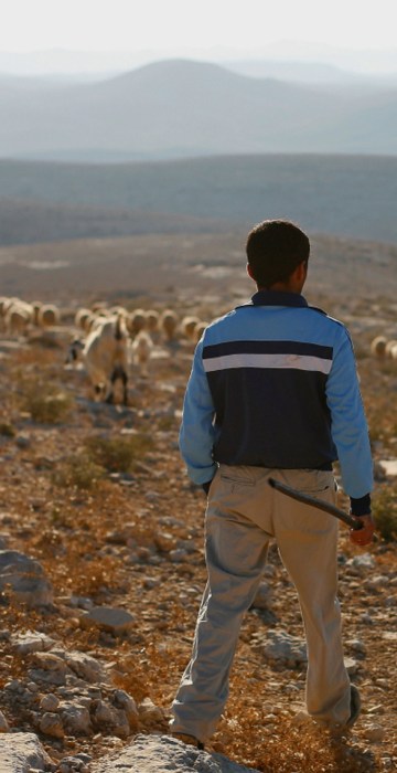 Palestinian shepherds' livelihood threatened by Israeli settlers