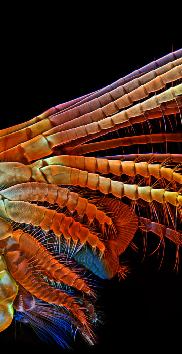 Olympus BioScapes 2014