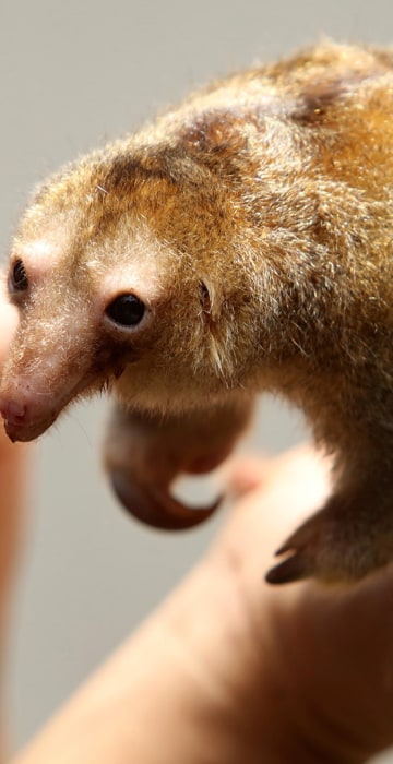 Tiny anteater and more in this week's best animal pictures