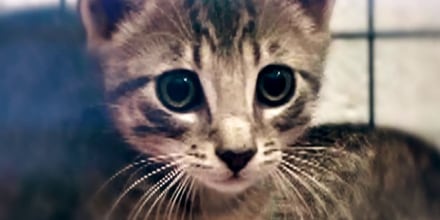 Animal News | NBC News