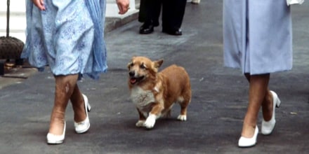 Animal News | NBC News