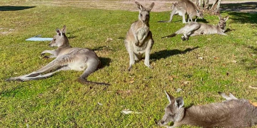 Deadly attack by kangaroo on man, 77, confounds experts