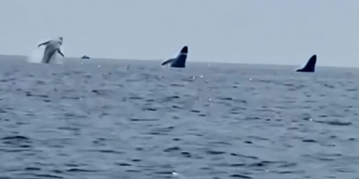 Sea Lion Attack: Child Victim’s Father Speaks Out