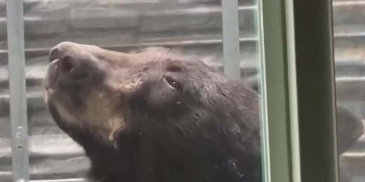 Sospechan que desaparición de una adolescente estuvo relacionada con ...
