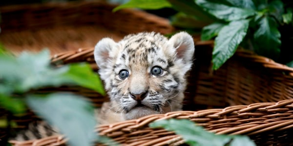 17 of this week's best animal photos