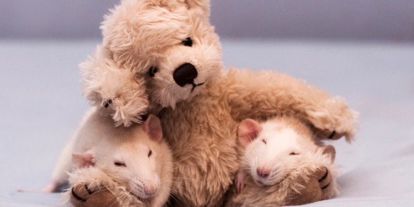 adorable rats