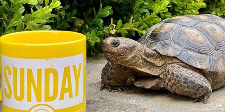 Sunday TODAY with Willie Geist - TODAY.com | TODAY