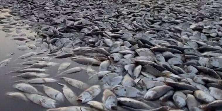 Environment News: Climate Change, Energy & Conservation - NBC News ...