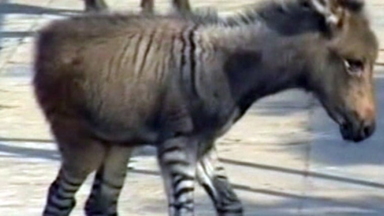zebra and donkey difference