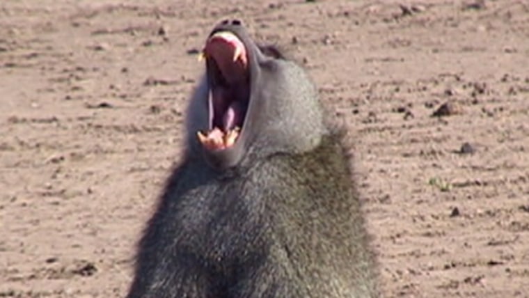 Alpha male baboons more stressed than others