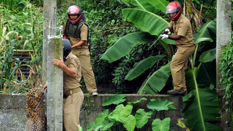 Video shows leopard attack