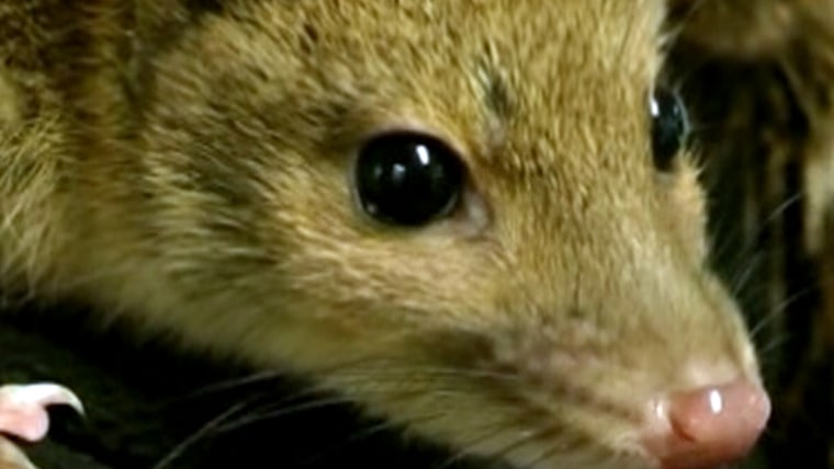 Baby quolls debut at Sydney zoo