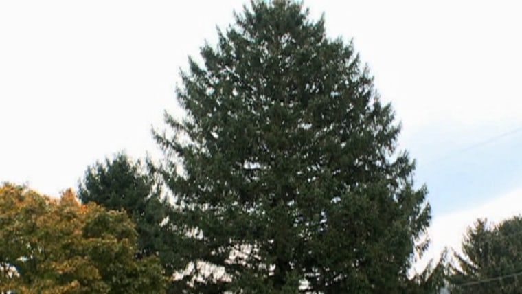 ‘Ugly’ spruce achieves Christmas tree glory