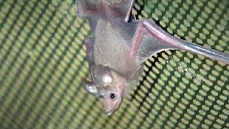 Bats thrive in Israeli ghost bunkers
