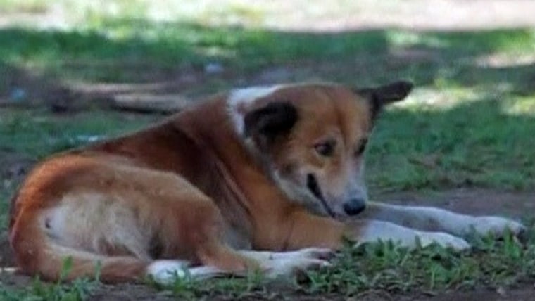 Samoa politician: export meat of stray dogs