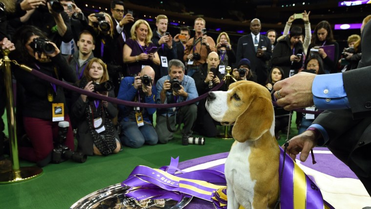 Meet Miss P: 2015 Best in Show Winner