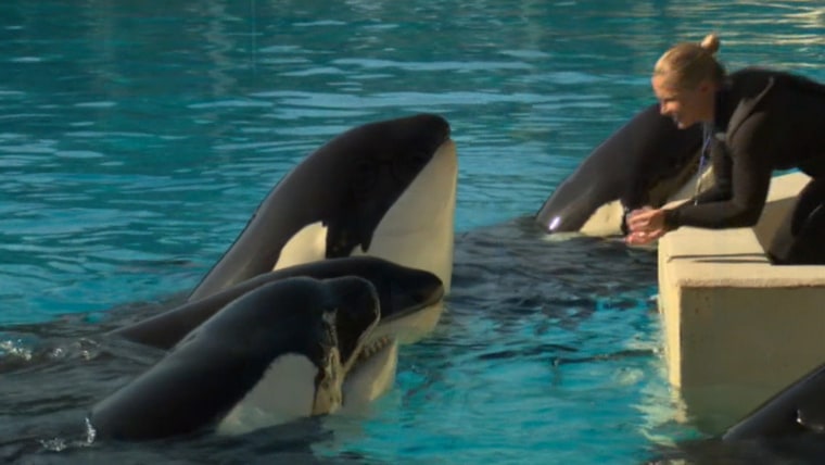 PETA claims SeaWorld employee posed as animal activist