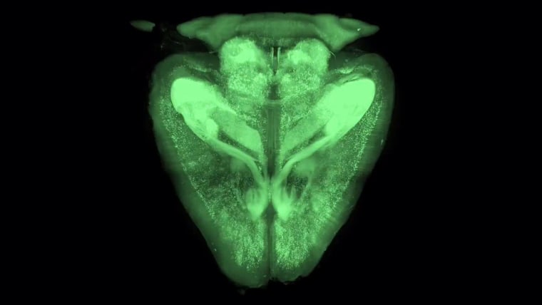 Researchers Make 'See-Through' Mice