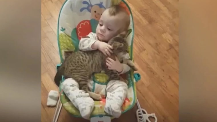 Snuggling little boy and kitten is the sweetest cuddlefest