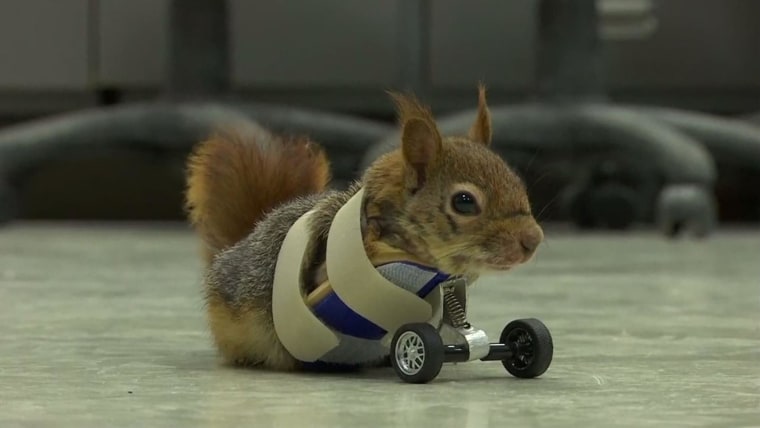 Watch this squirrel ride through life on a new set of prosthetic wheels