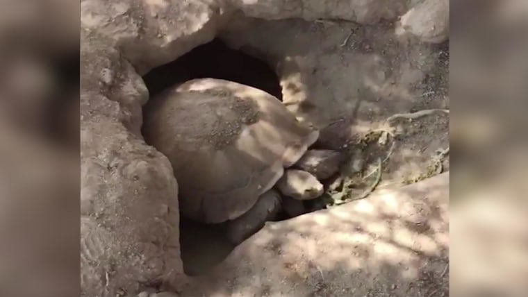 25-year-old tortoise rescued after getting stuck in a hole