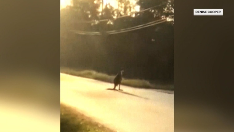 Missing kangaroo tracked down in South Florida neighborhood