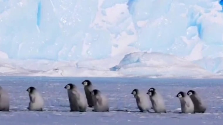 Baby penguins take a stroll in adorable video