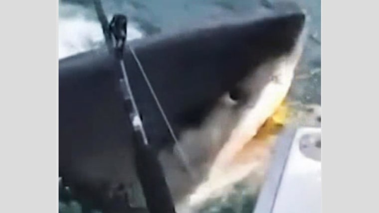 Watch this great white shark circle the boat of New Jersey fishermen Watch this great white shark circle the boat of New Jersey fishermen