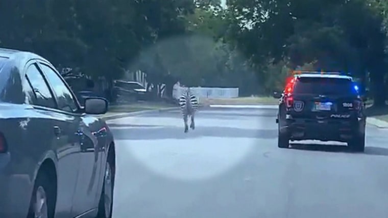 Runaway zebra caught on video galloping down Texas street