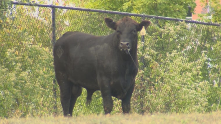 Bull breaks free in Baltimore, returned to owner after being tranquilized