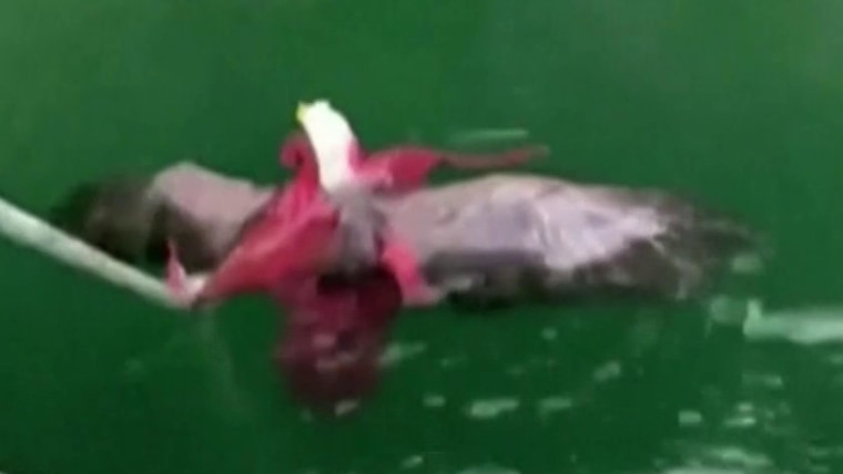 bald eagle and octopus