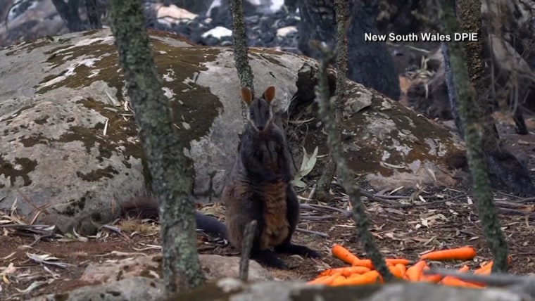 Australian sanctuary fights to save surviving animals amid catastrophic ...
