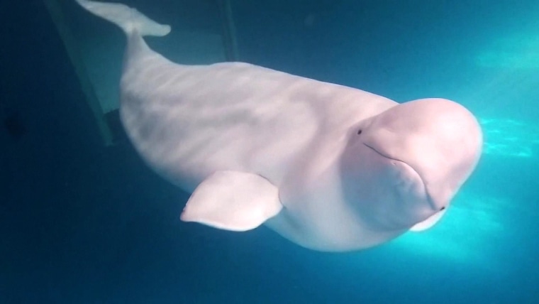Two beluga whales prepare for new life in world's first open water sea ...
