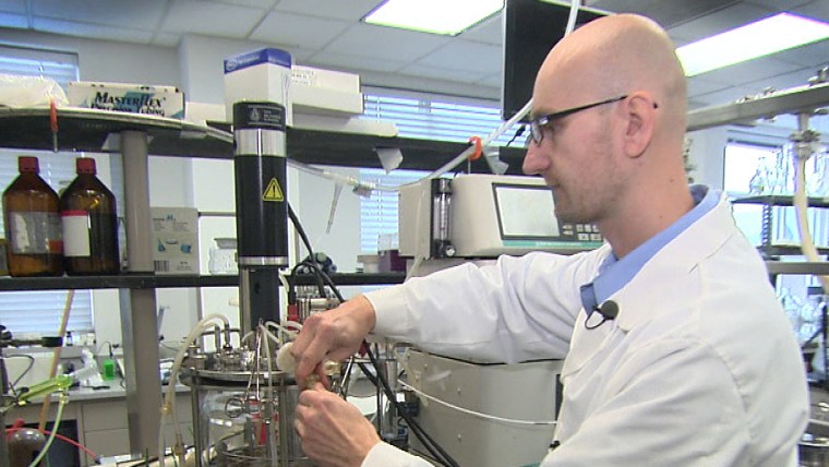 Bacteria Turn Sunlight to Liquid Fuel in 'Bionic Leaf'