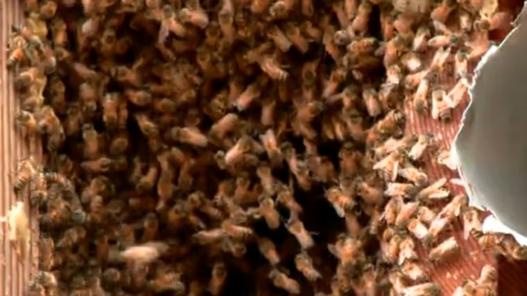 Swarm Welcome: Giant Bee Hive Found in Oklahoma Home